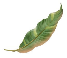 Private banking in Toronto | Citi Private Bank